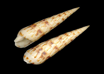 弓舌总科 Toxoglossa 蓝色动物学（中国动物学科普）